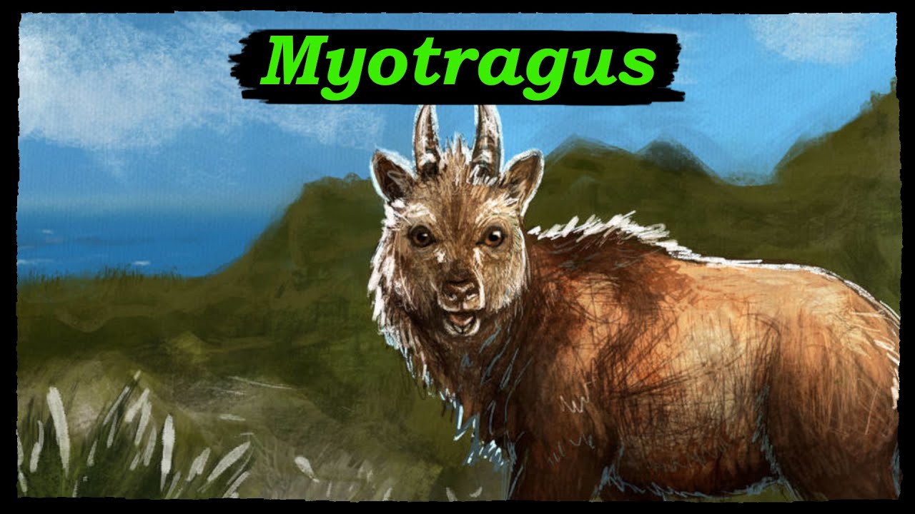 Myotragus: the Strange Dwarf Goats of the Mediterranean - YouTube
