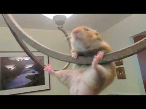 Awesome cute hamster does backflips! - YouTube