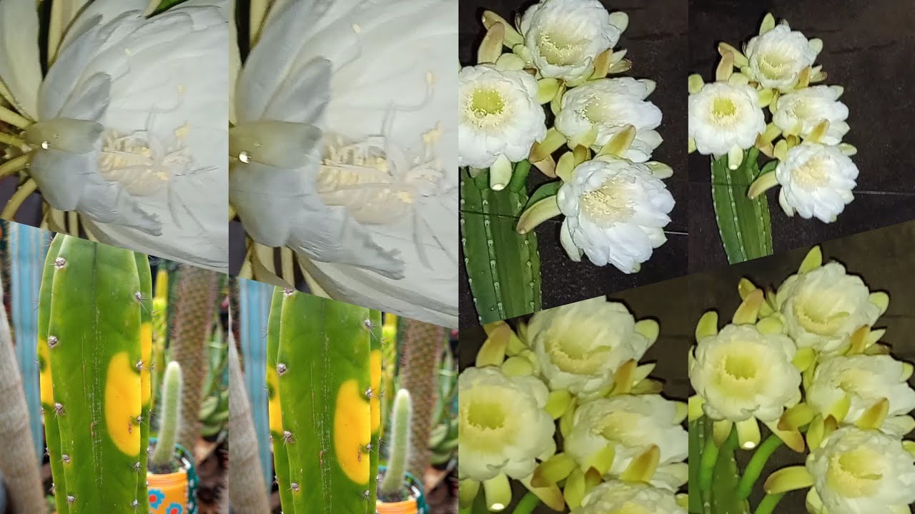 Cacto mandacaru: Flor do Mandacaru sem Espinhos! e "dama da noite" com ...