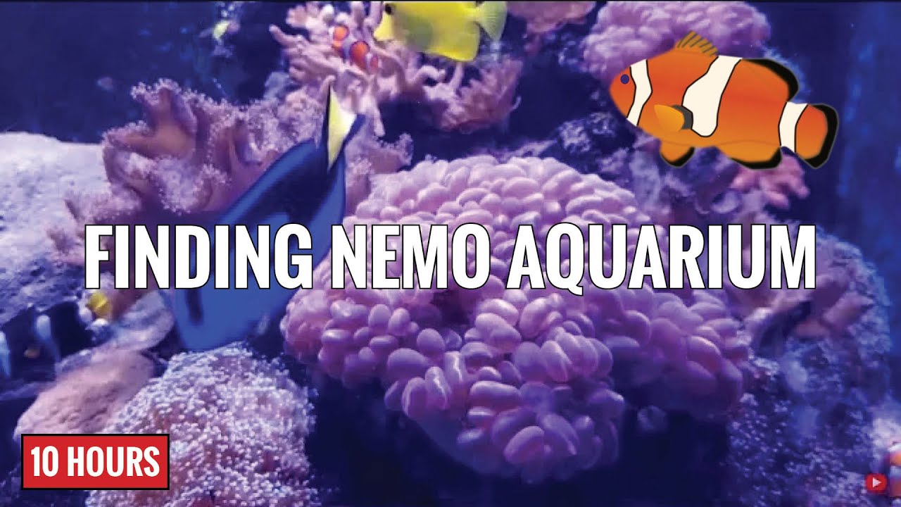 Finding Nemo Aquarium | Clownfish & Blue Tang | Calming Water Sound ...