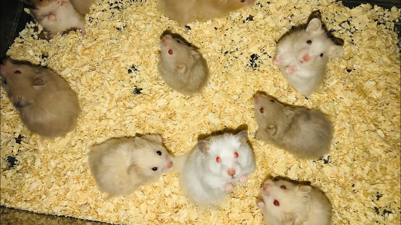 Male Hamsters 🐹| Hamster Breeding - YouTube