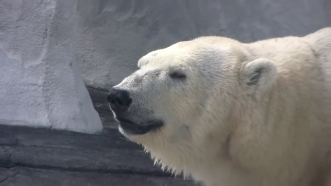 SeaWorld's Beluga Whales, Polar Bears, and Walruses (in HD) - 2017 ...