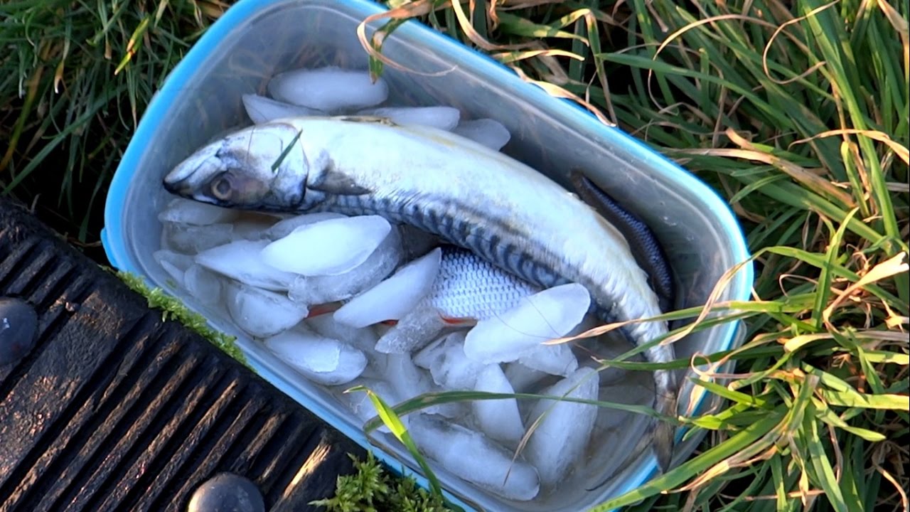 7 Days full challenge: Fishing & Feeding Pike, Lures vs Deadbait. 7 ...