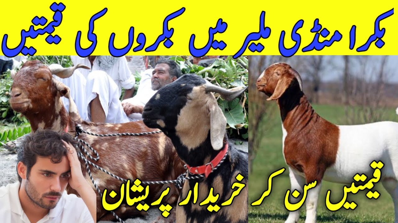 Bakra Mandi | Malir Bakra Mandi | Bakra Mandi 2023 | Bakra Mandi ...