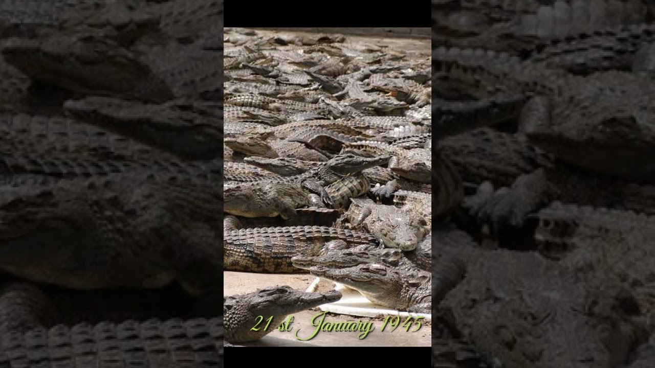 Crocodile island 🏝️ Ramree island 💥 🏝️ - YouTube