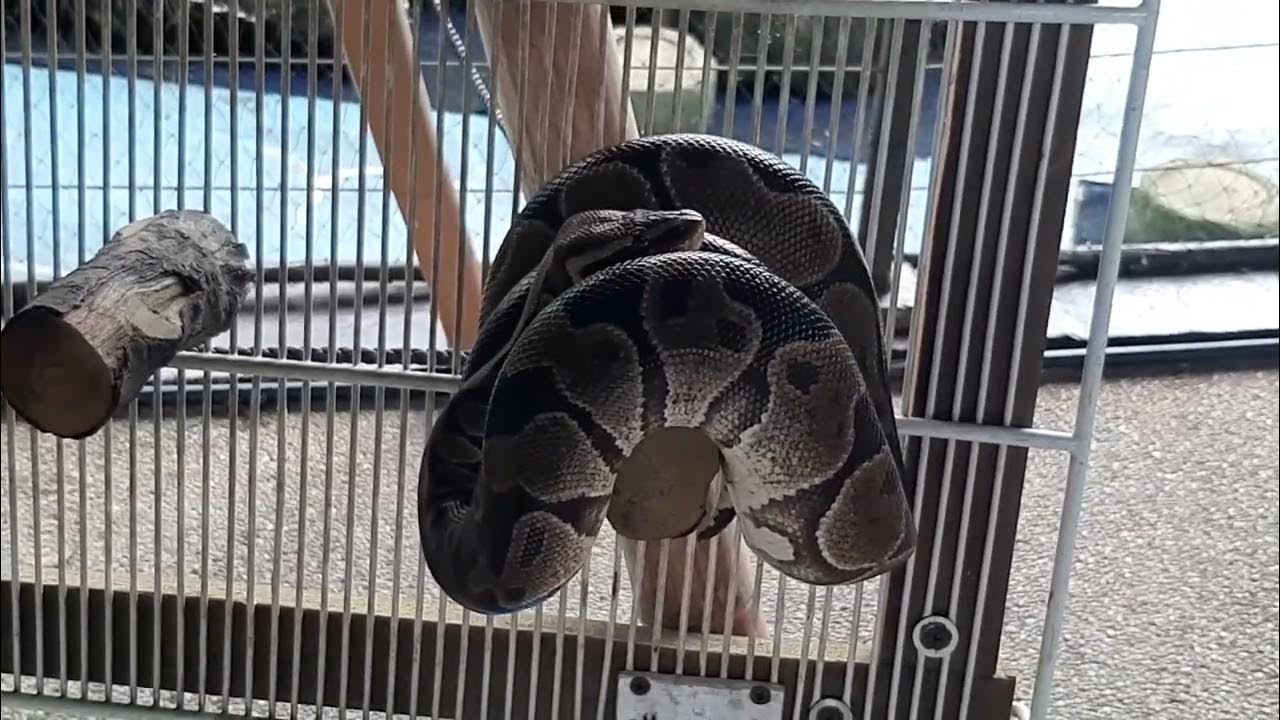 Ball Python | Singapore Zoo - YouTube