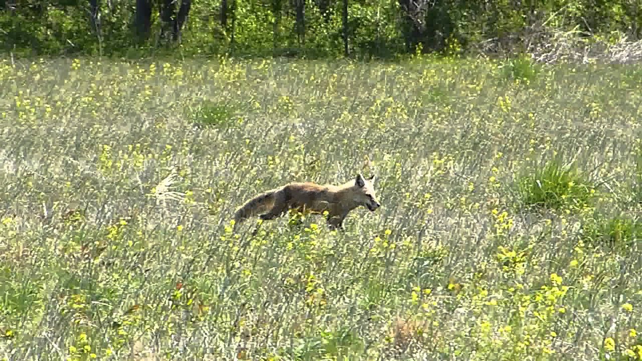 Red Fox Running Through The Field - YouTube