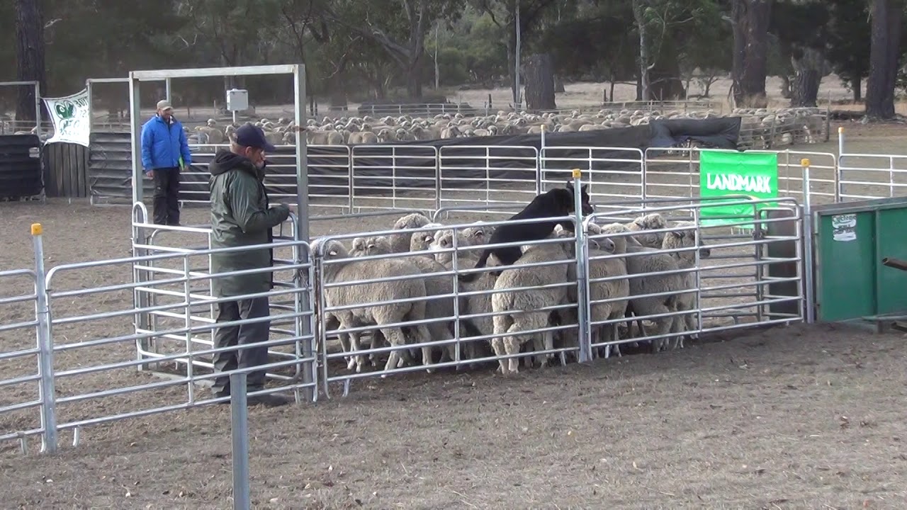 Joe Spicer & Gogetta Basil 4th Place - YouTube