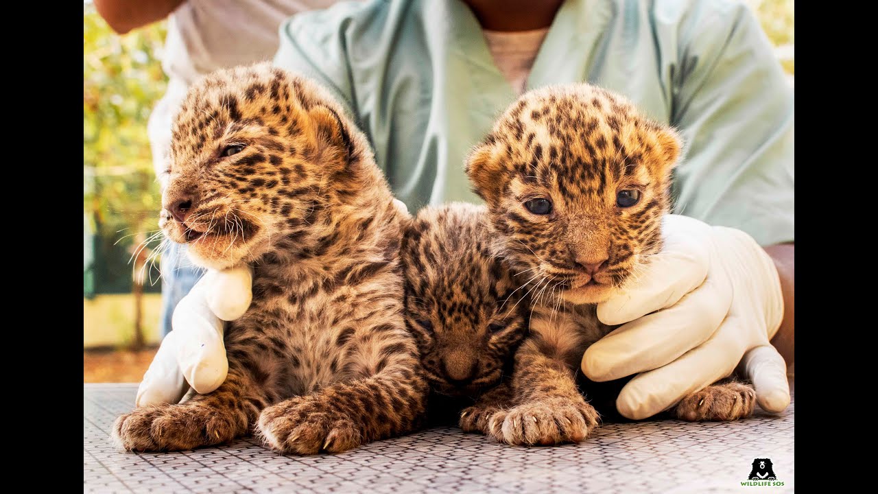 Leopard Cubs Happily Reunited with Mom - YouTube