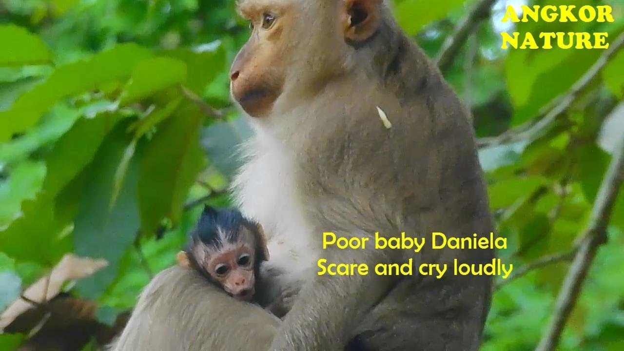 Monkey Ashley and baby monkey Daniela - YouTube