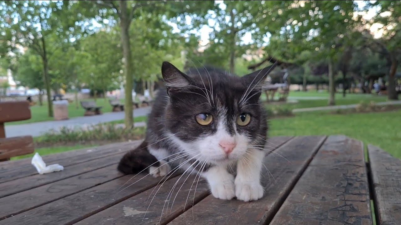 Cute stray cat indecisive between trusting me or not - YouTube