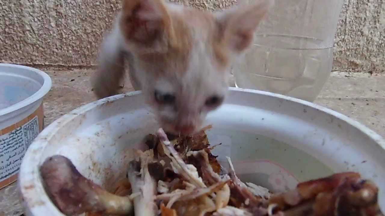 Iraqi hungry cats - قطط عراقية - YouTube