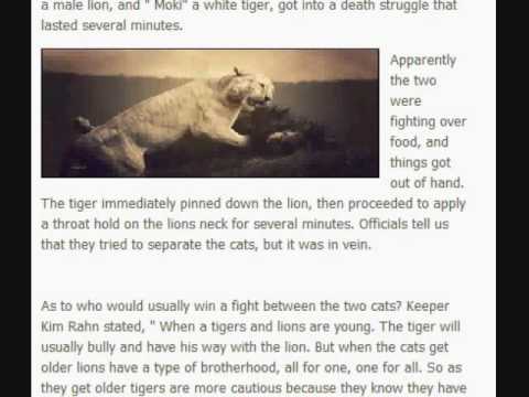 Brutal Tiger and Lion fight!! Tiger kills Lion at everland zoo! Fatal ...