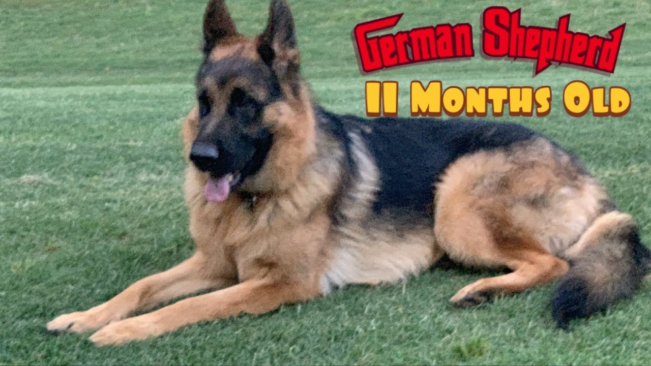 German Shepherd 11 Months Old Major YouTube german-shepherd-11-months-old-major-youtube