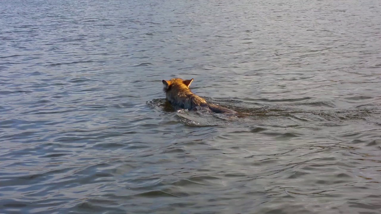 Wolf Swimming Across Lake Vermilion Oct 2016 - YouTube