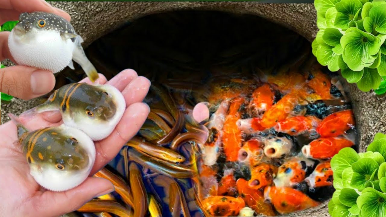 Amazing Catch Strange Fish In Tiny Ponds Koi Fish Three Tailed Fish amazing-catch-strange-fish-in-tiny-ponds-koi-fish-three-tailed-fish