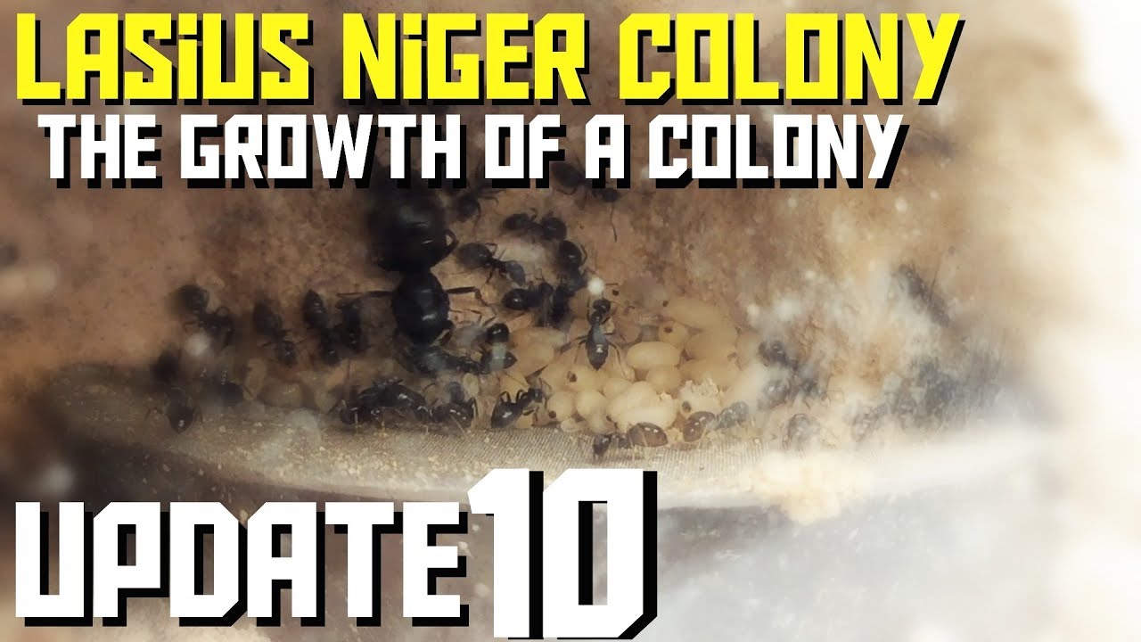 The GROWTH of an ANT COLONY | Lasius niger Colony (Update 10) - YouTube