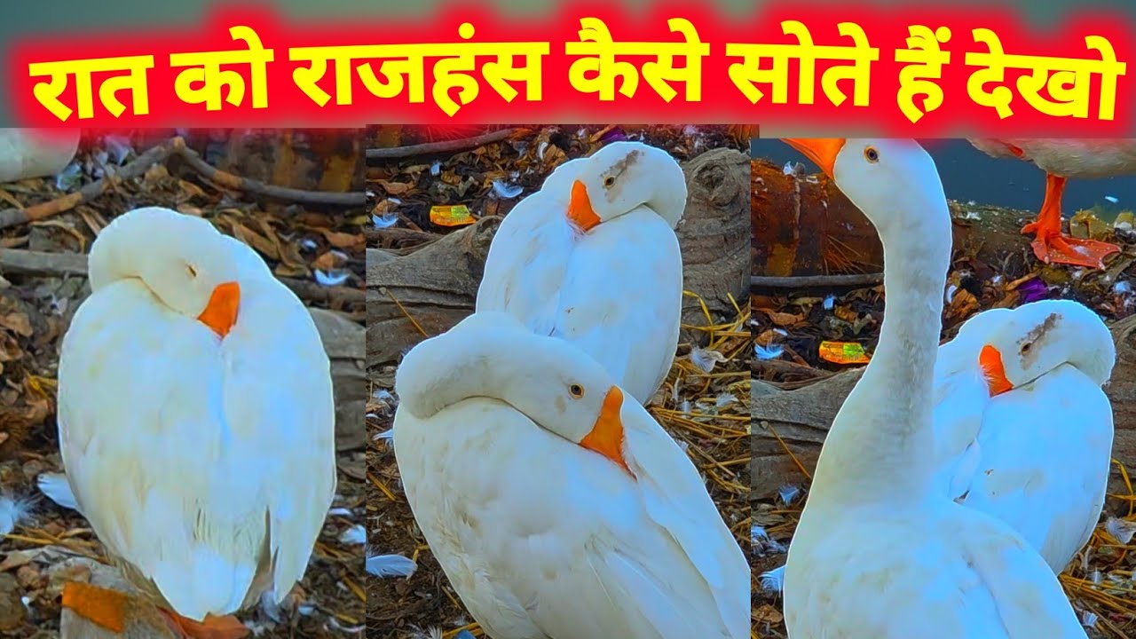 रात को राजहंस कैसे सोते हैं देखो 🦢 Rajhans Duck Group Night Sleeping ...