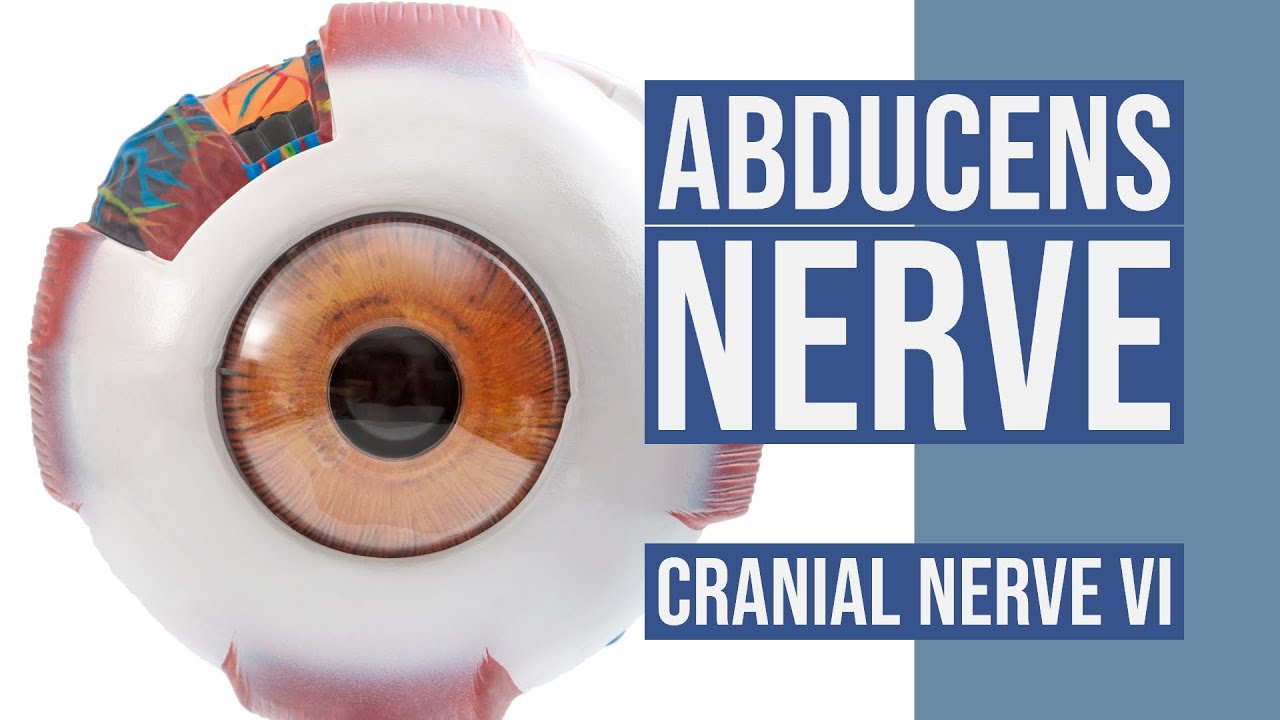 Cranial Nerve VI - Abducens Nerve - YouTube