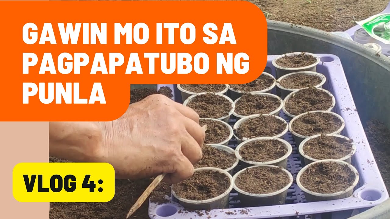 Vlog 4: Gawin mo ito sa pagpapatubo ng punla - YouTube
