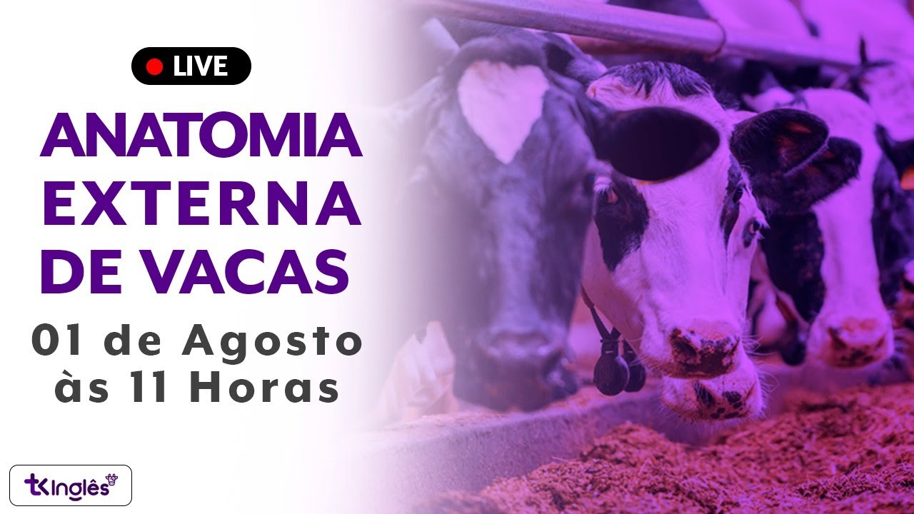 Aula ao vivo - Cow external anatomy - YouTube