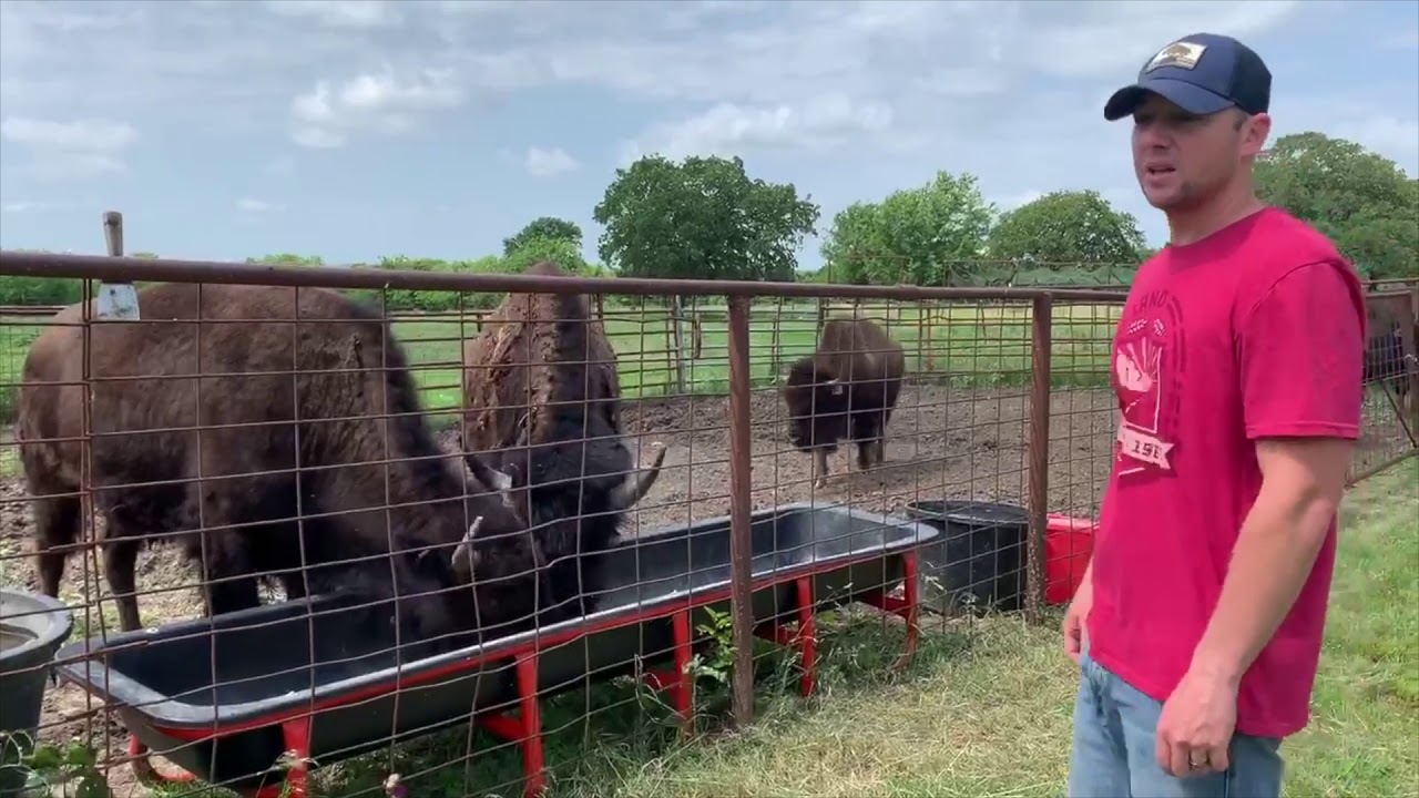 What do bison eat? - YouTube