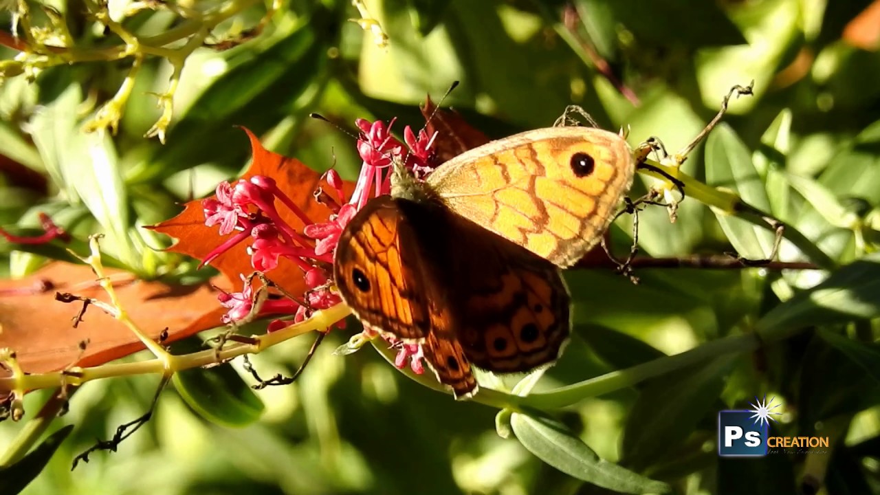 Lasiommata megera Argusvlinder ( Wall Brown Butterfly) - YouTube
