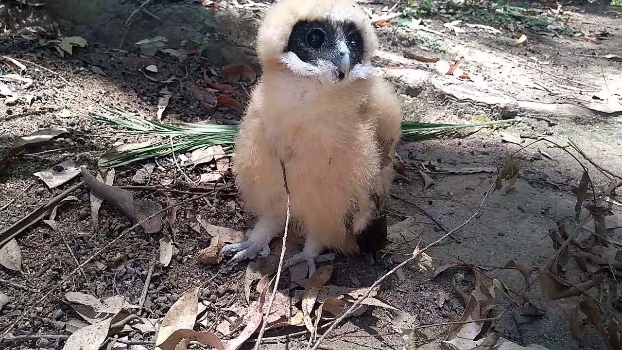 FILHOTE DE JACURUTU, CORUJÃO, CORUJA GIGANTE - YouTube