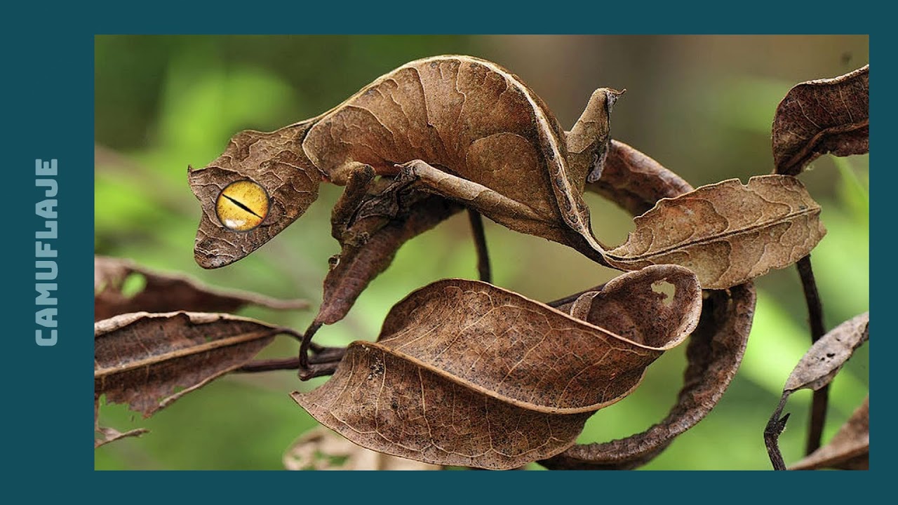 Adaptaciones de los seres vivos - YouTube