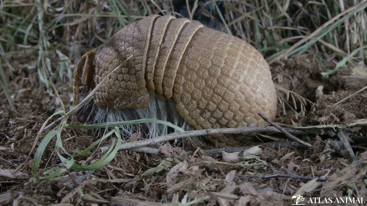 Armadillo en 4K - YouTube