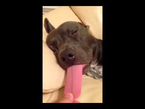 Dili Yarım Metre Uzayan Köpek