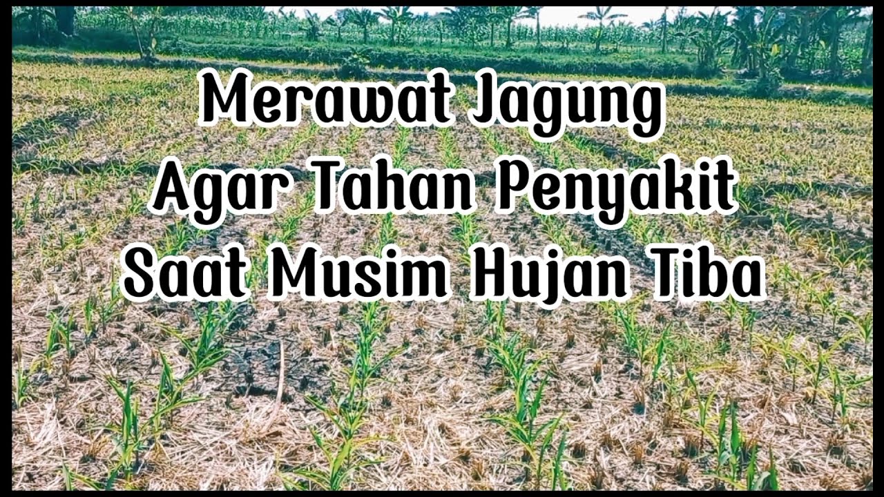TIPS MENANAM JAGUNG DISAAT MUSIM HUJAN - YouTube