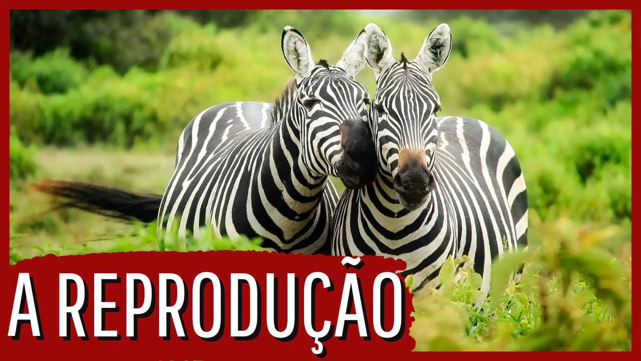 COMO É A REPRODUÇÃO DAS ZEBRAS ? Tudo sobre o relacionamento ...