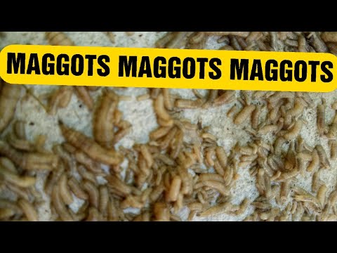WHAT IS MAGGOTS LARVA OF COMMON FLY? - YouTube