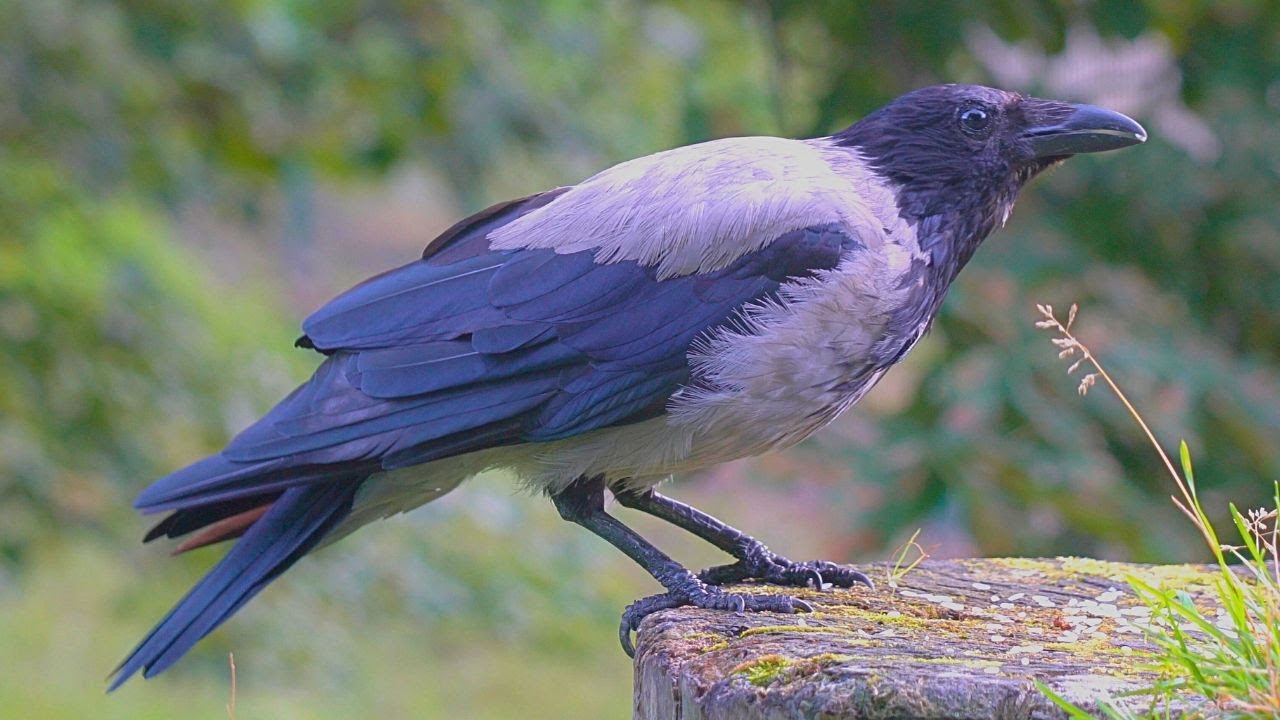 Hooded Crow is Enjoying His Rice on the Large Tree Stump [4K] - YouTube