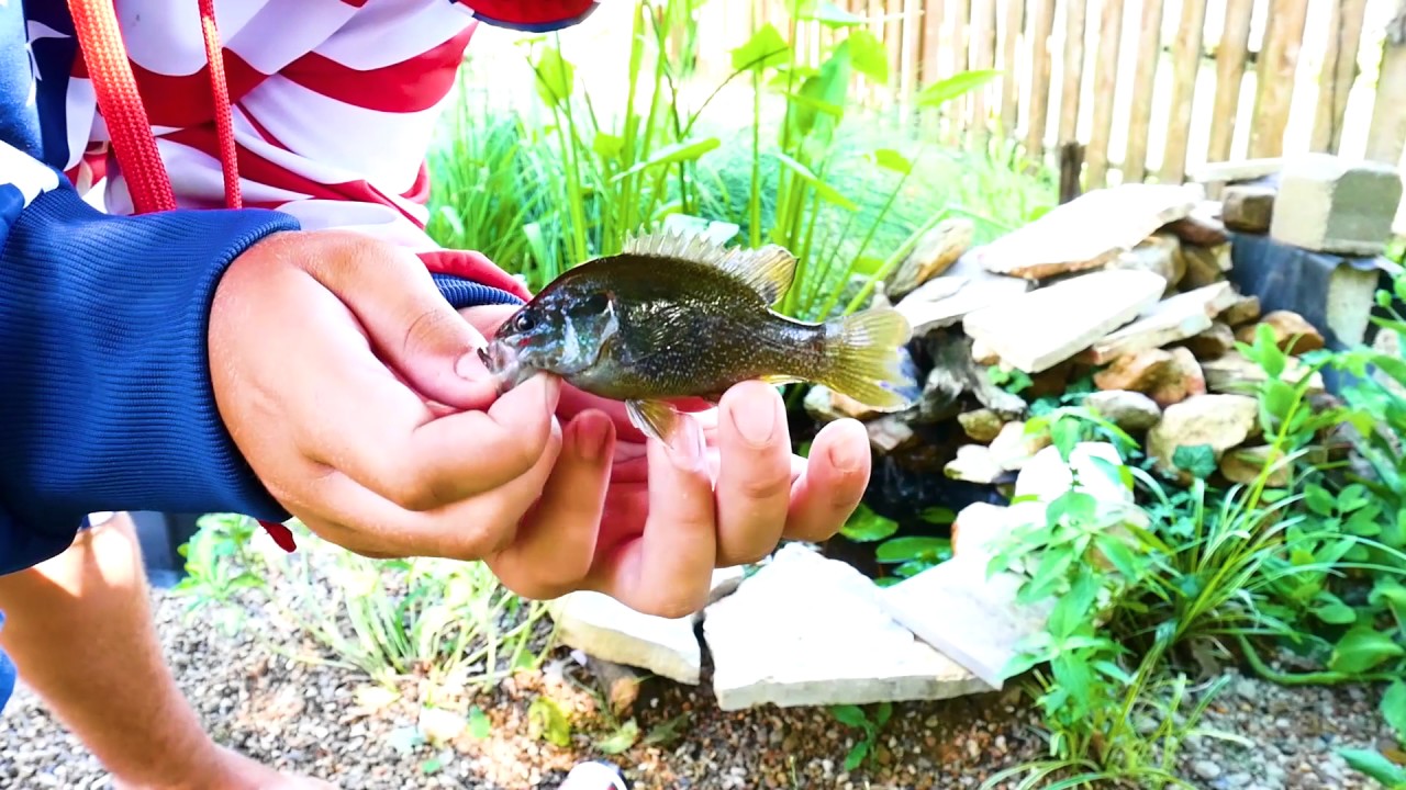 mini backyard pond fishing!!! - YouTube