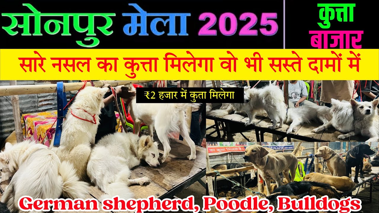 कुत्ता बाजार सोनपुर मेला | Dog Market Sonpur Mela | 2025 Sonpur Mela ...