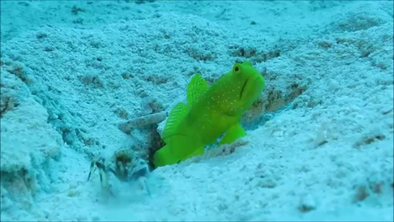 ギンガハゼとニシキテッポウエビの共生 Banded shrimp goby＆Tiger pistol shrimp - YouTube