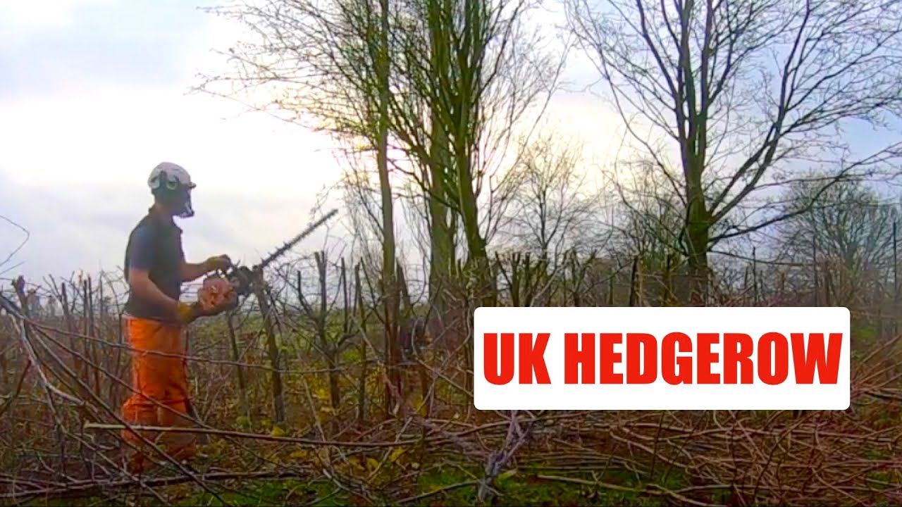 Trimming British native hedging - YouTube