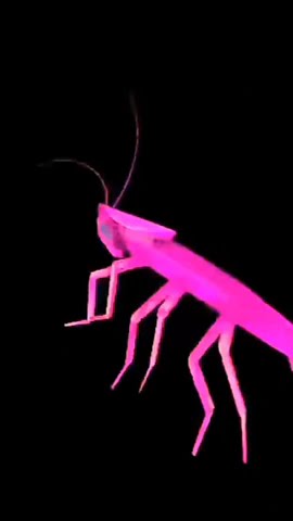 Dancing rainbow cockroach meme - YouTube