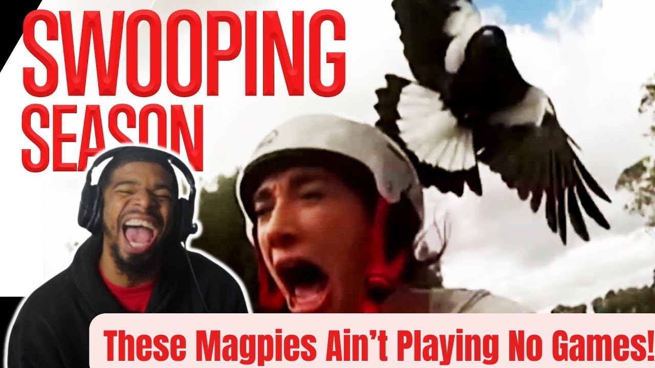 Surviving Magpie Swooping Season In Australia: Tips and Tricks - YouTube