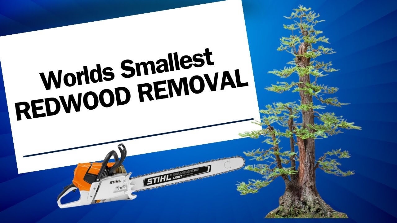 The world smallest redwood removal - YouTube
