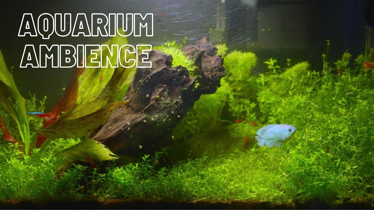 Aquarium Ambience | Fish Tank Sounds | Relaxing Background | White ...