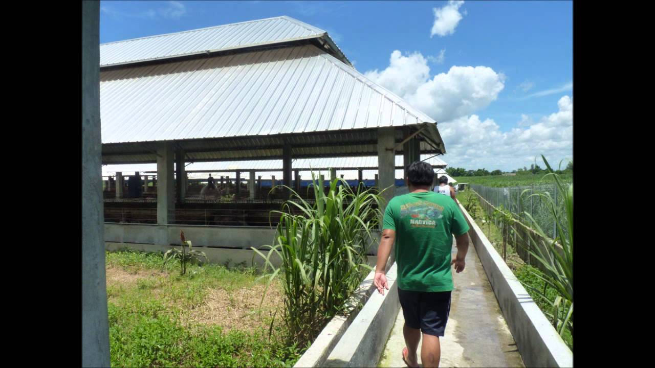 TARLAC Modern Swine Farm - YouTube