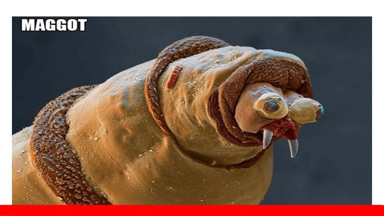 9 Micro-Memes To Make You Micro-Laugh Interview With Author 😂 - YouTube