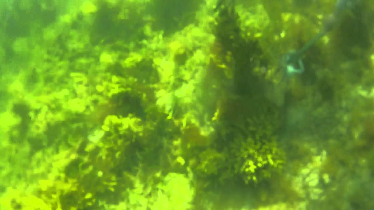 Crabbing Wallaroo 2013 - YouTube