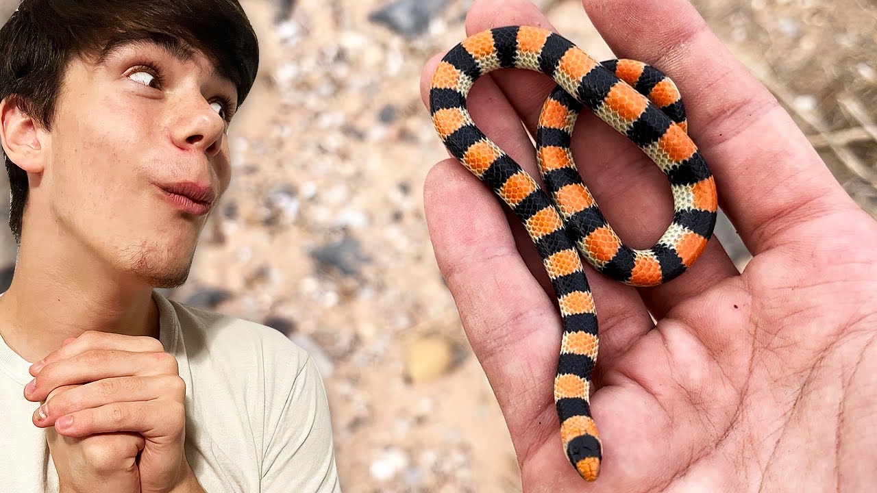 Cute little HALLOWEEN colored snake! - YouTube