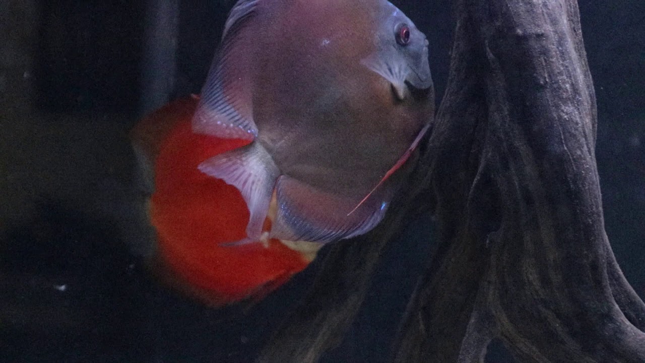 Rose Red Discus and Royal Red Discus Breeding - YouTube