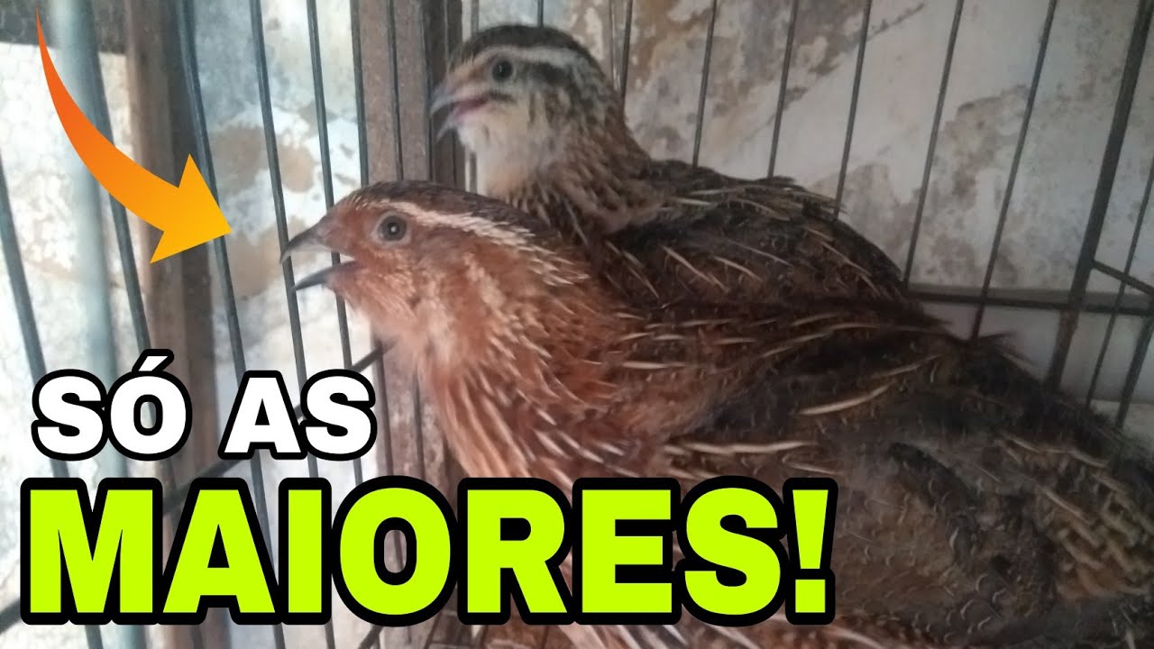 HOJE SELECIONEI NOVAS MATRIZES DE CODORNAS / Ovos galados! - YouTube
