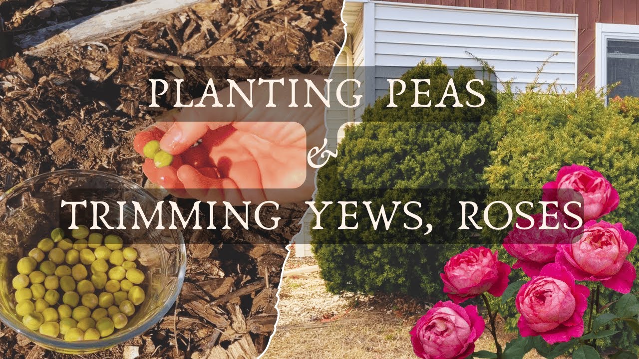 🌱Getting Back in the Garden: Planting Peas, Pruning Roses 🌹 & Yews+ ...